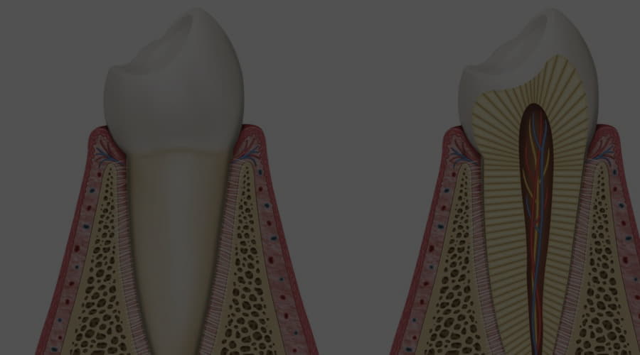 What is the alveolar bone and what is its function? - Smile Care